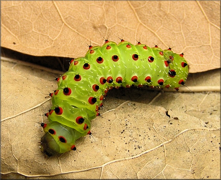 Luna Moth Actias Luna Caterpillar